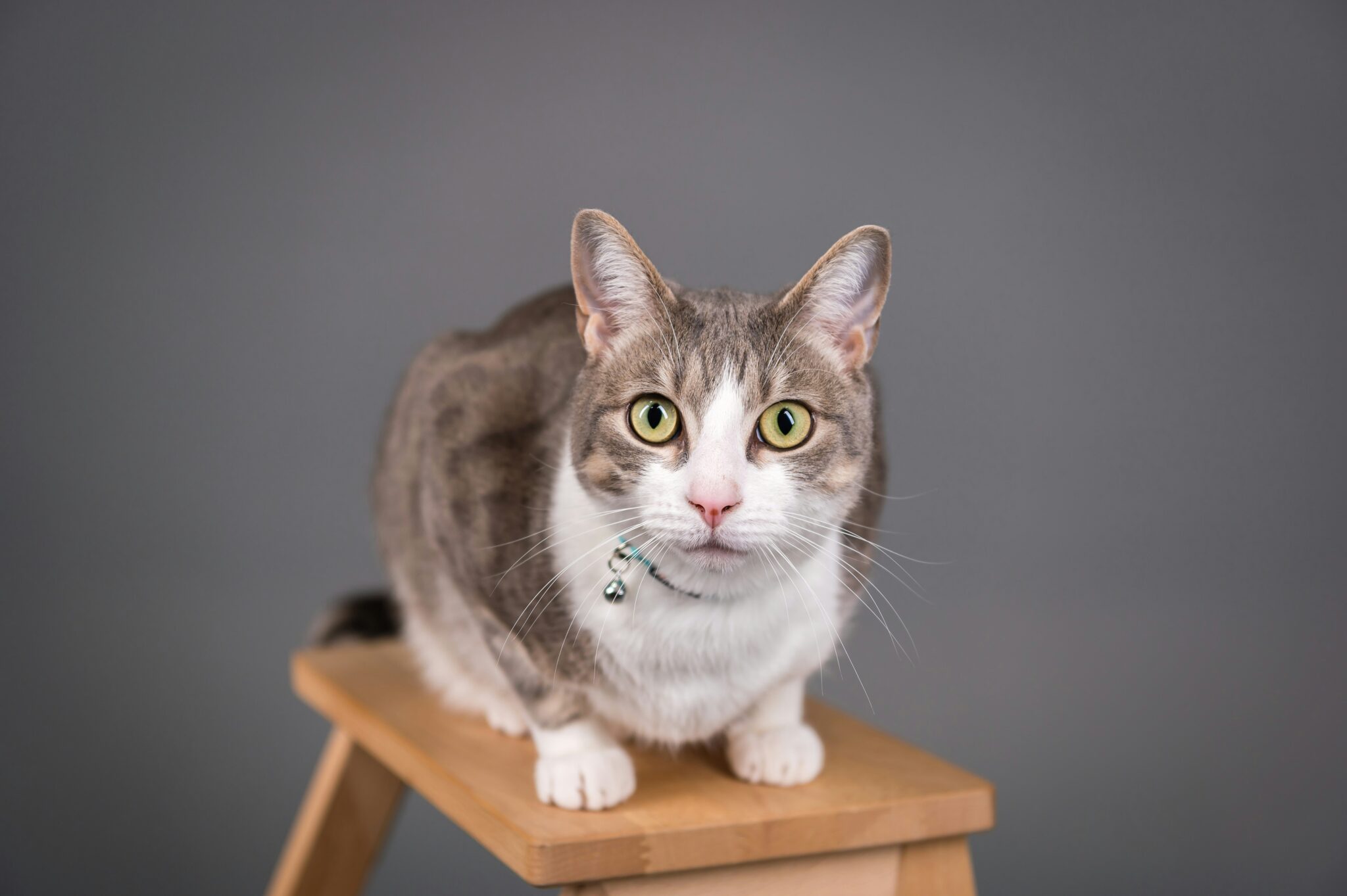 2025年お笑い賞レース優勝者まとめ｜M-1・KOC・R-1など各大会を一挙紹介！